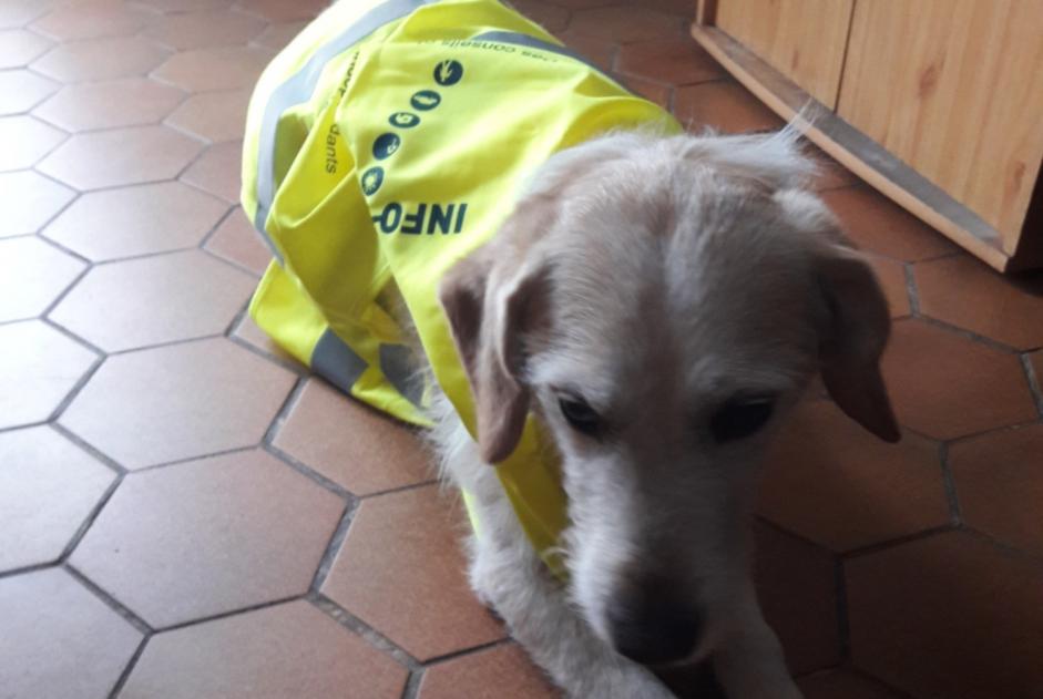 Solution de recherche de chiens perdus et chiens trouvés